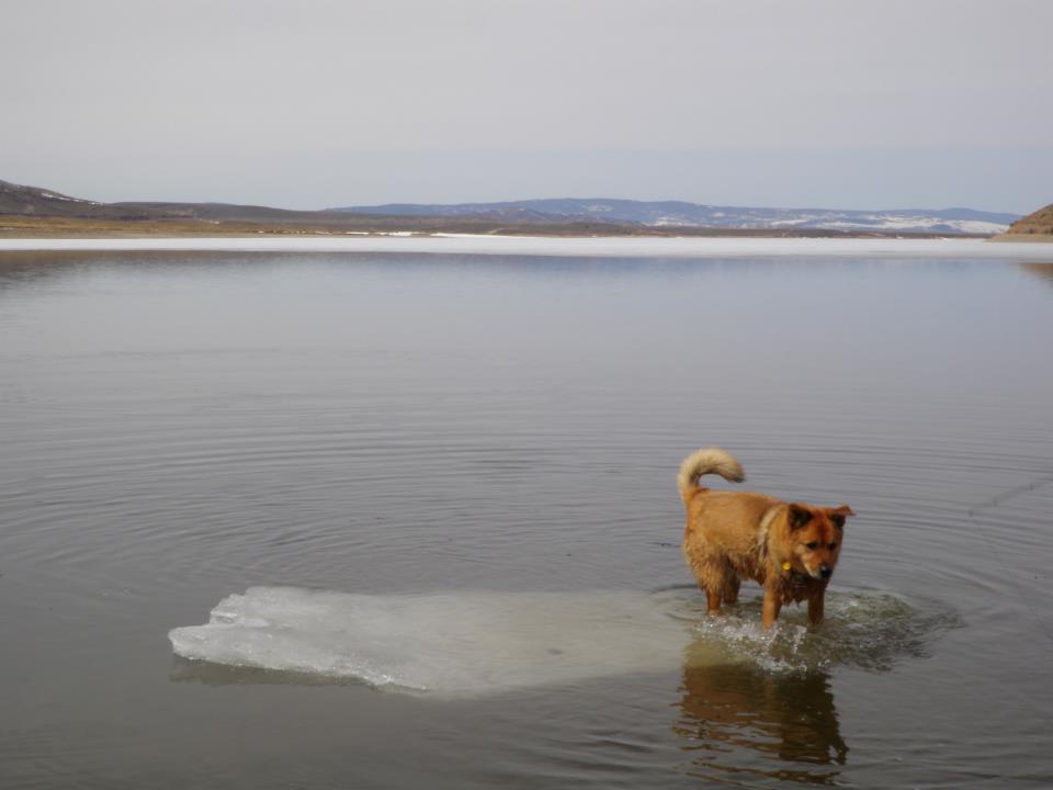 My Bonzai Dog | The doggie diary of a young teen
